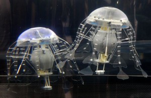 Quest To Design Jellyfish Robot: Propulsion Movement Under Research ...