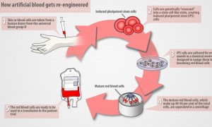 Production of Blood Now on an Industrial Level: Artificial Blood from ...