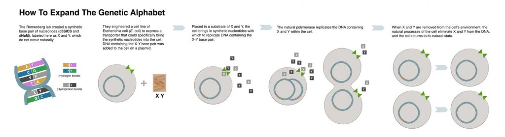 Right Enzymes Replicated the Semi-Synthetic DNA: Expanded-DNA Biology ...
