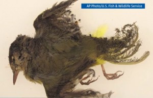 Solar Power Farms scorching Birds to Death: Solar facilities to Avian ...