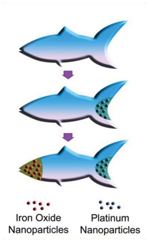 Micro fish to sense toxins & deliver drugs: 3D printed Nanobots ...