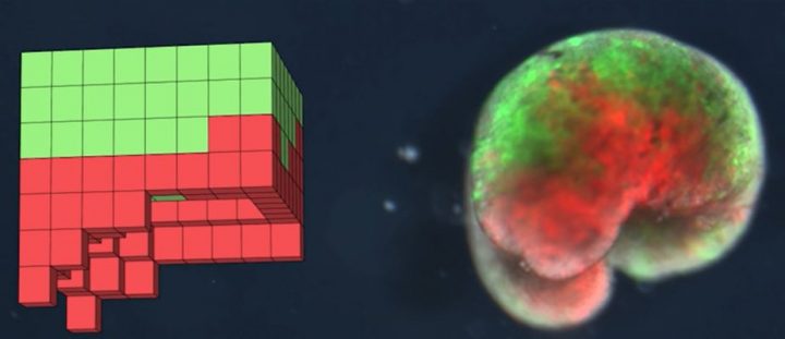 Xenobot: AI is Pushing the Best Way to Construct Itself – TechieTonics