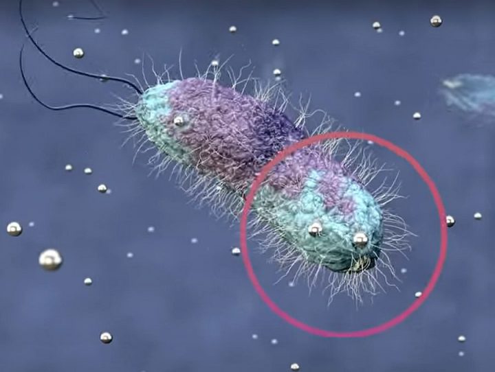 Electronics Out Of Bacteria: Microbial Physiology – TechieTonics
