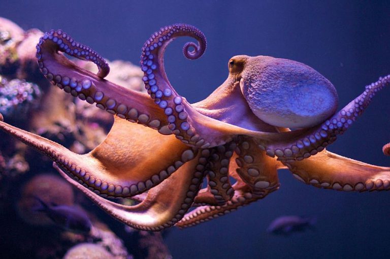 Octopus Inspired Device For Transferring Delicate Implants: Biomimicry ...